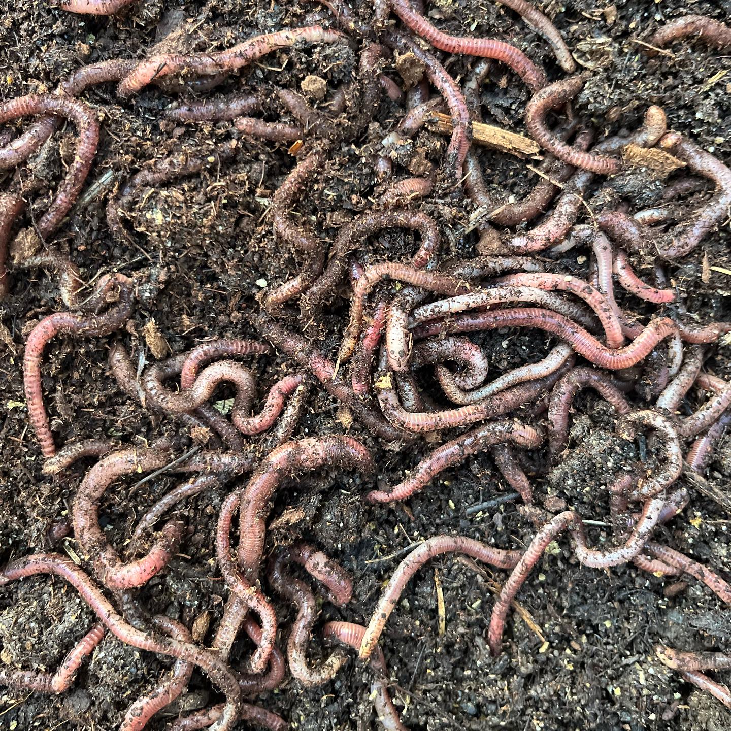 High Quality, All Organic Worm Castings, Compost Worms, & Bait ...